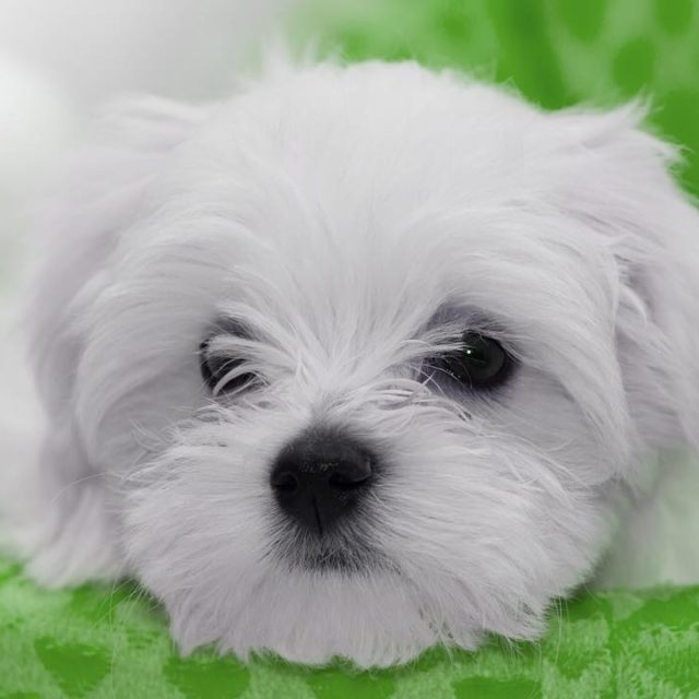 Define Planet – Eco-Friendly Pet Products