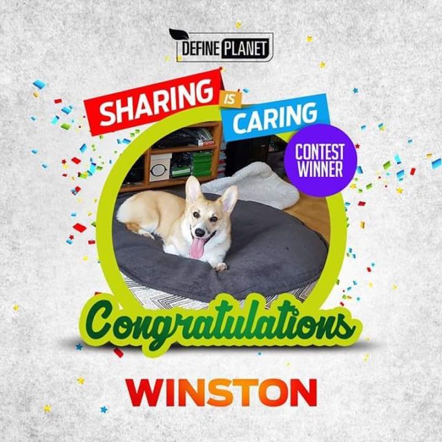 Define Planet – Buy Eco-Friendly pet products for Dogs and Cats