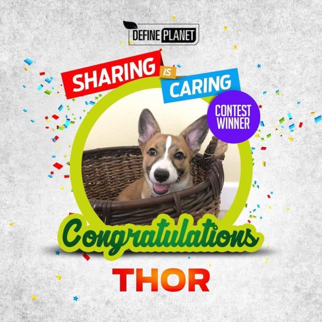 Define Planet – Buy Eco-Friendly pet products for Dogs and Cats