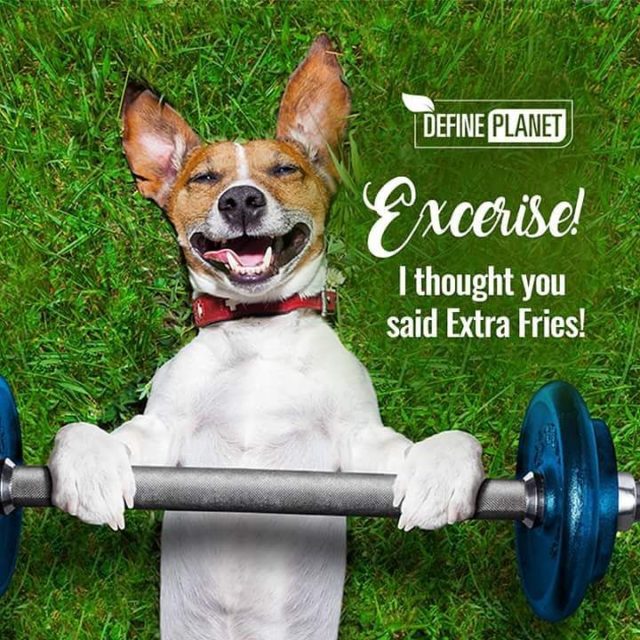 Define Planet – Buy Eco-Friendly pet products for Dogs and Cats