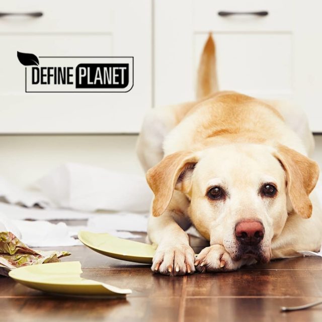 Define Planet – Buy Eco-Friendly pet products for Dogs and Cats